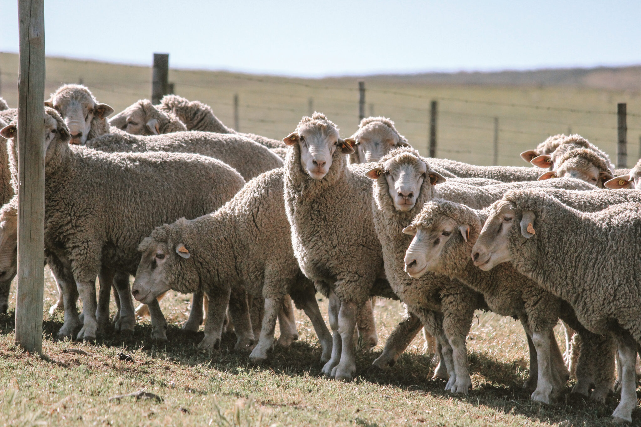 About Dohne Merino in South Africa – PP Mong Hereford & Dohne Merinos